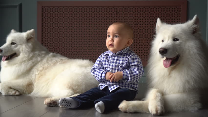 kid two huge white fluffy dogs Stock Footage Video (100% Royalty-free ...