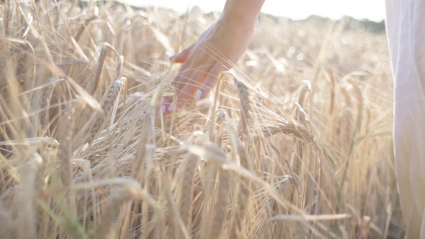 woman's hand running through wheat field Stock Footage Video (100% ...