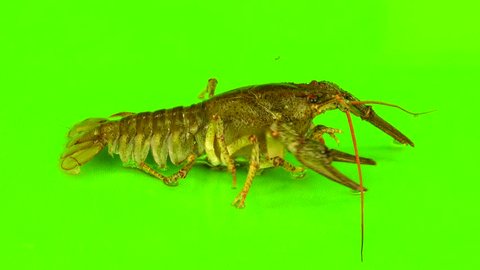 Crawfish On Green Screen Stock Footage Video (100% Royalty-free ...