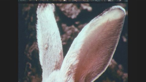 1950s Rabbit Ears Wiggling Rabbit Nose Stock Footage Video (100% ...