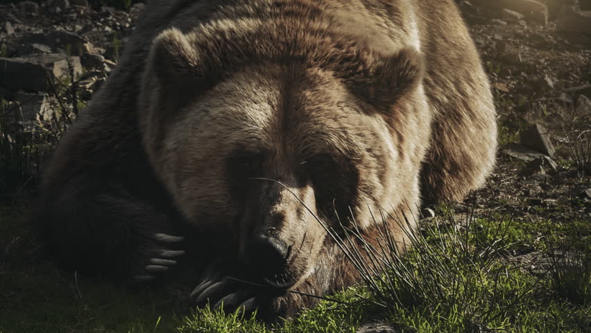 Grizzly bear Face image - Free stock photo - Public Domain photo - CC0 ...