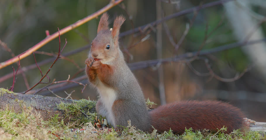 Squirrel with long ears image - Free stock photo - Public Domain photo ...