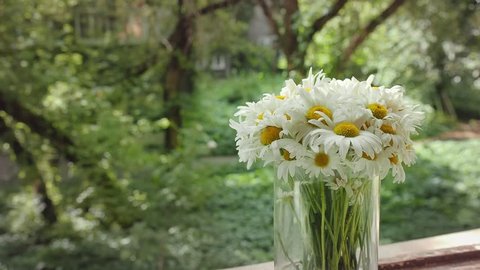 Camomile Animation Cinemagraph Technics White Flowers Stock Footage ...