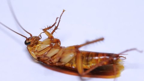 Cockroach Isolated On White Background Cockroaches Stock Footage Video ...