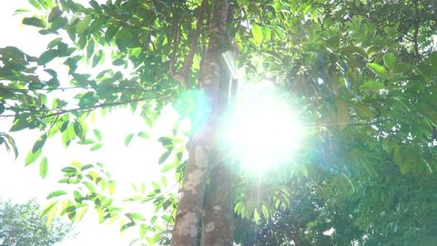 109 Kara Tree Stock Video Footage - 4K and HD Video Clips | Shutterstock