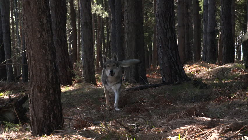 526 Wolf Sheep Stock Video Footage - 4K and HD Video Clips | Shutterstock