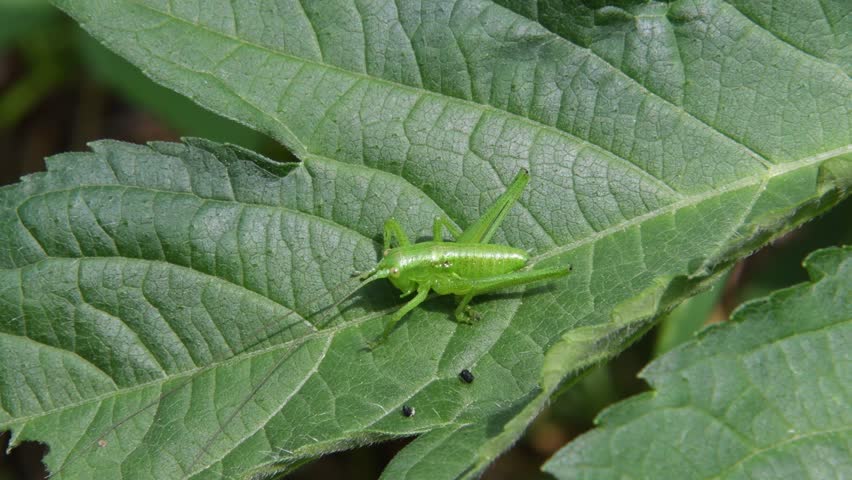 Hexacentrus japonicus karny Stock Video Footage - 4K and HD Video Clips ...