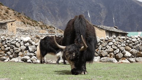 Two Yak Eating Grass Stock Footage Video (100% Royalty-free) 3299237 ...
