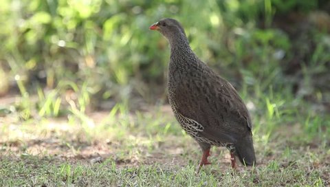 Close Natal Franklin Franklin Bird Standing Stock Footage Video (100% ...