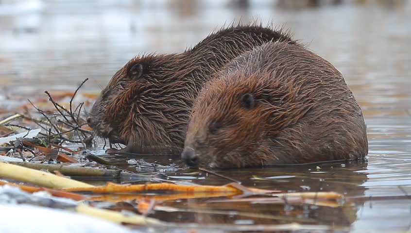 shot wild beaver near lake nature Stock Footage Video (100% Royalty ...