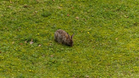 Wild Rabbits Eating Grass Hopping Park Stock Footage Video (100% ...