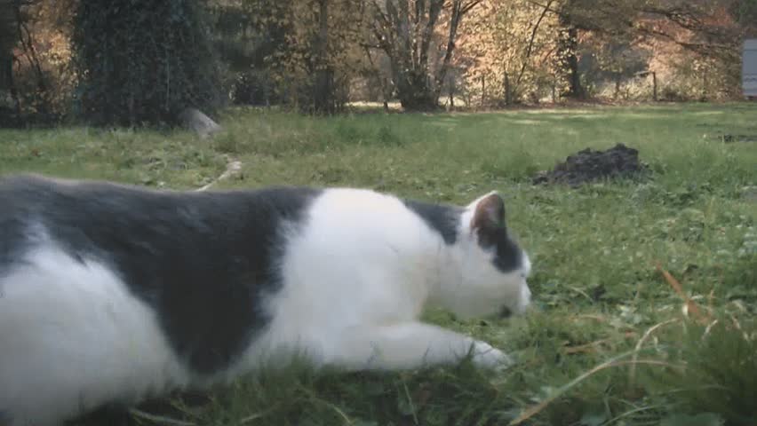 Cartera de videos de stock de MATMAL PROD | Shutterstock