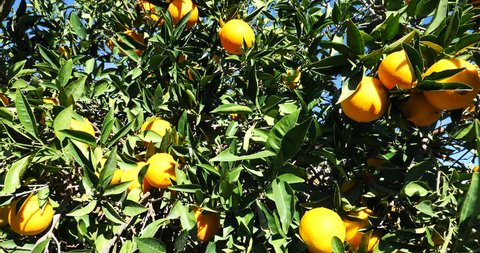 Fresh South Korea Orange Hallabong Fruit Stock Photo 1124897102 ...