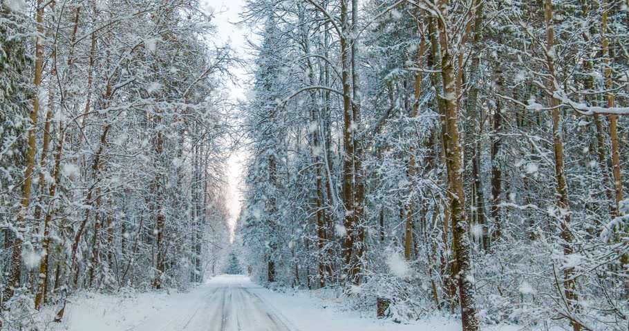 Cinemagraph 4k Falling Snow Winter Forest Stock Footage Video (100% ...