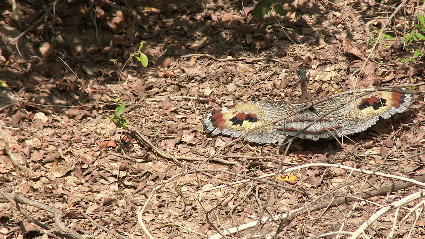 Sunbittern image - Free stock photo - Public Domain photo - CC0 Images