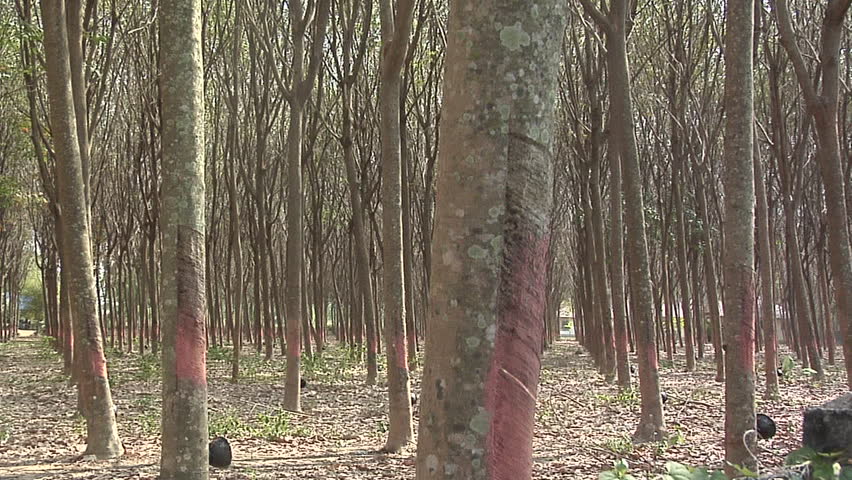 Small Rubber Tree Forest Stock Footage Video (100% Royalty-free ...