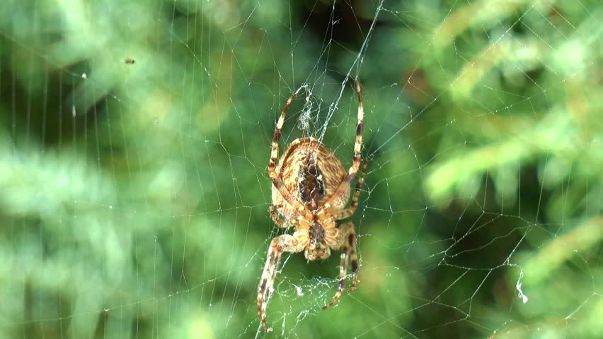 spider hunting prey Stock Footage Video (100% Royalty-free) 33103870 ...