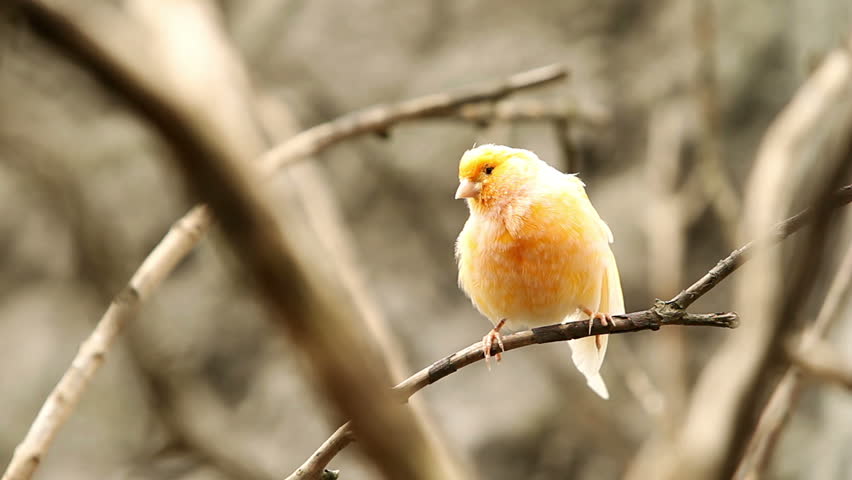 Canary Bird Staring at Camera, Stock Footage Video (100% Royalty-free ...