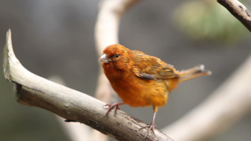 canary bird staring camera shallow depth Stock Footage Video (100% ...