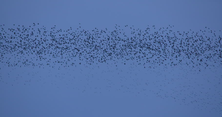 Starling Murmuration Flock Formation Stock Footage Video (100% Royalty ...