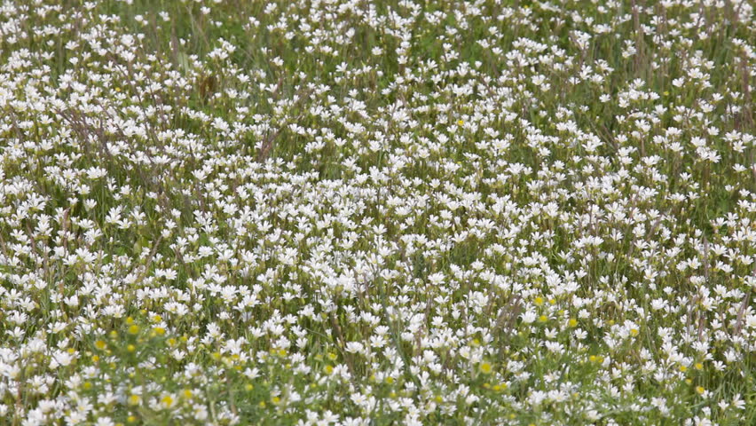 Chamomile Plants, Chamomile Field Stock Footage Video (100% Royalty ...