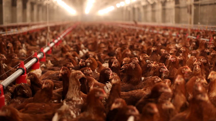 chicken farm eggs poultry production Stock Footage Video (100% Royalty ...