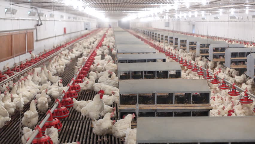 Chicken Farm, Eggs and Poultry Stock Footage Video (100% Royalty-free ...