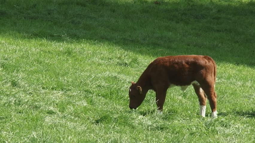 deep red cattle calf have few Stock Footage Video (100% Royalty-free ...
