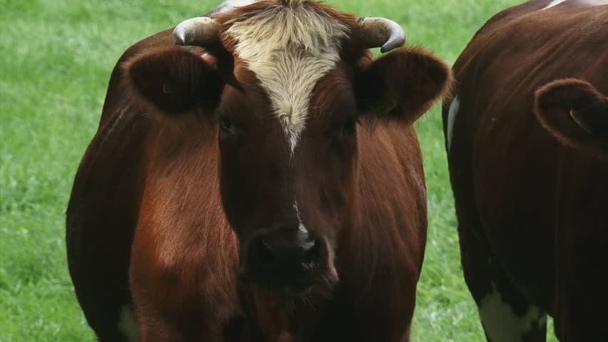 deep red cattle standing shade looking Stock Footage Video (100% ...