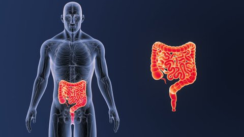 Human Rib Bones Labeled Stock Illustration 15311341 | Shutterstock