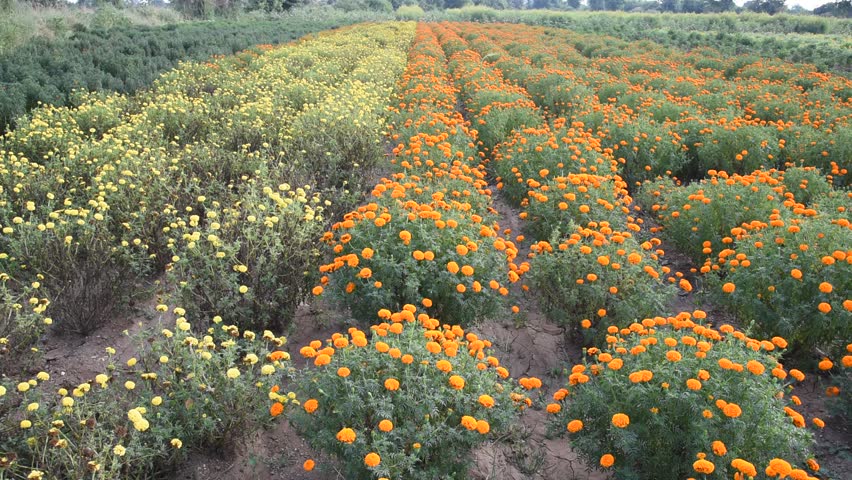 marigold flower field maharashtra india Stock Footage Video (100% ...