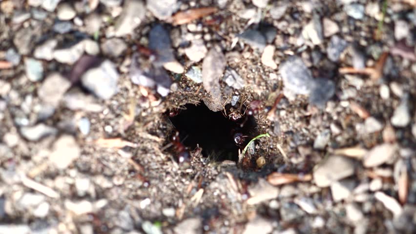 ants eating lizard moth butterfly team Stock Footage Video (100% ...