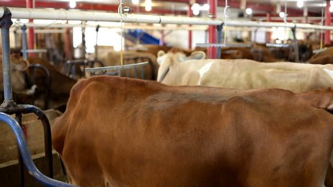 mating seasoncattle bull mount cow farm Stock Footage Video (100% ...