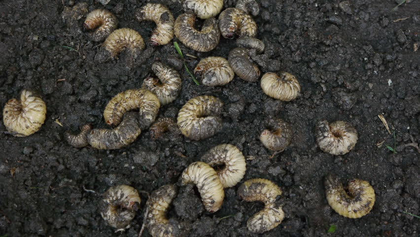 Summer Chafer Beetle Larvae Unearthing Stock Footage Video (100% ...