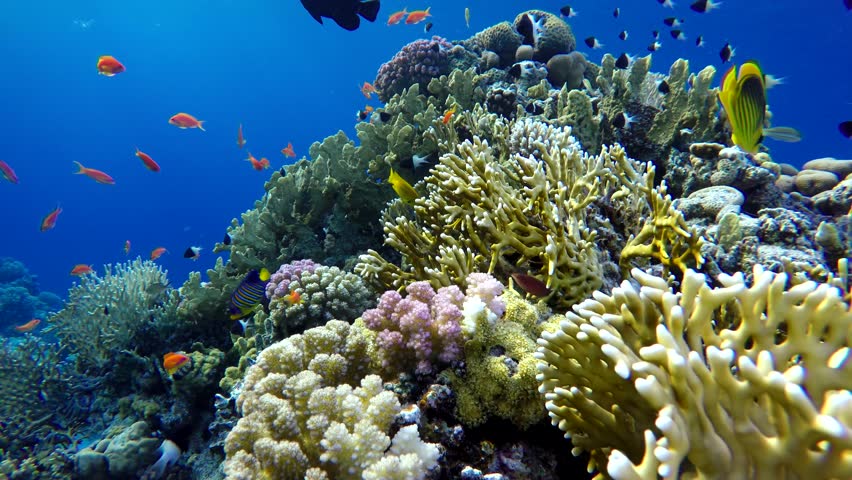 Ocean. Underwater Life in the Stock Footage Video (100% Royalty-free ...