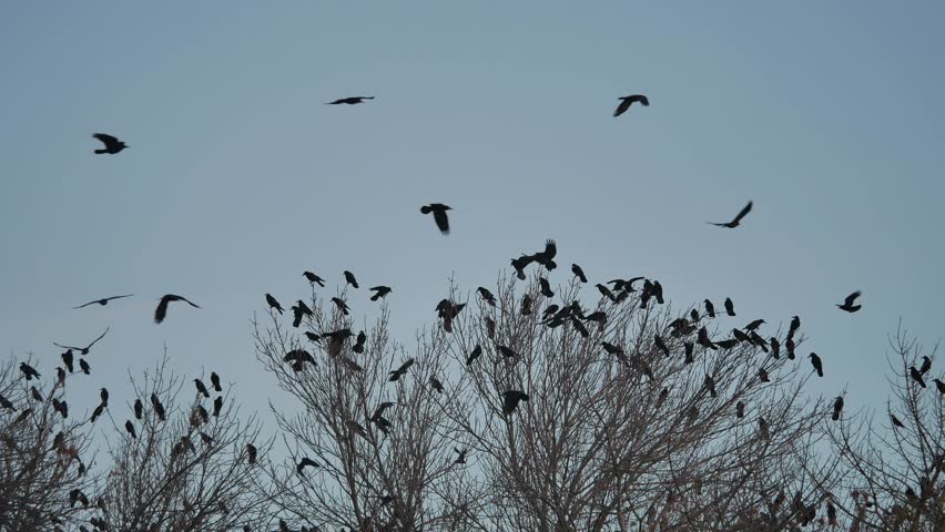 flock birds taking off tree crows Stock Footage Video (100% Royalty ...