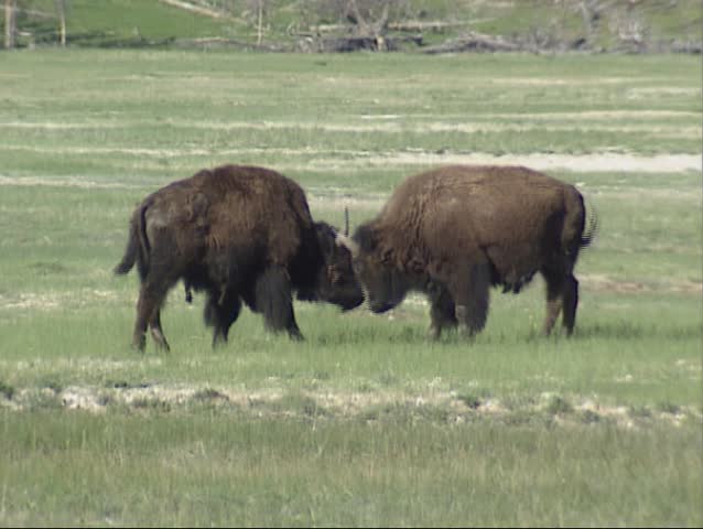 bison fight Stock Footage Video (100% Royalty-free) 3322571 | Shutterstock