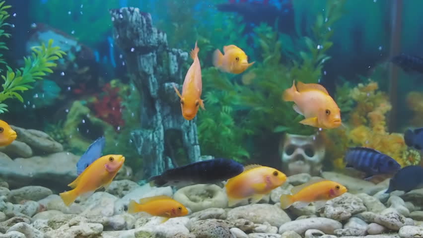 Beautiful Home Aquarium. Freshwater Fish Stock Footage Video (100% ...