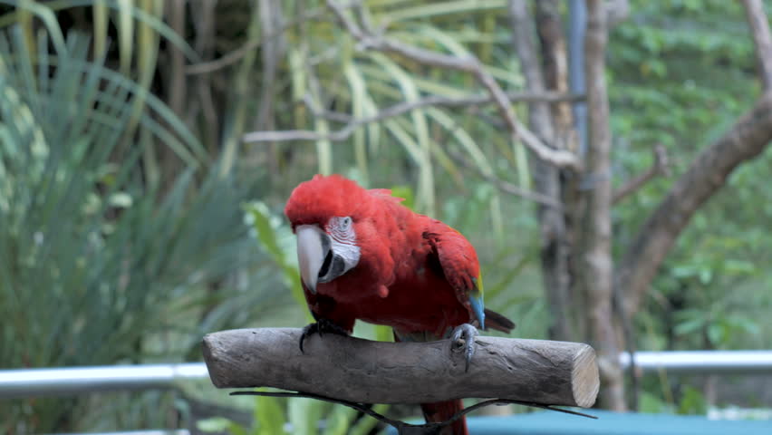 Parrot Hand Stock Video Footage - 4K and HD Video Clips | Shutterstock