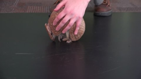 Armadillo Running Around Stock Footage Video (100% Royalty-free ...
