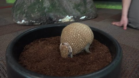Armadillo Running Around Stock Footage Video (100% Royalty-free ...