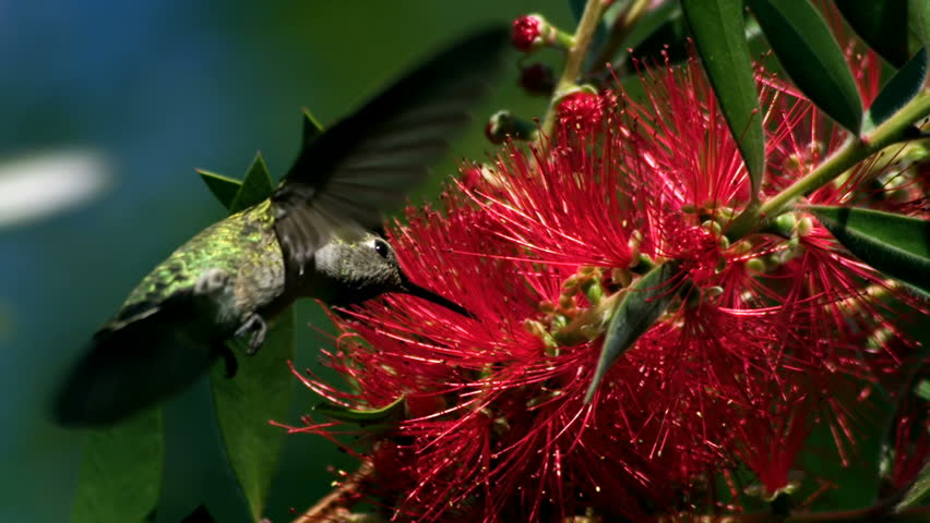 Citrina Stock Video Footage - 4K and HD Video Clips | Shutterstock