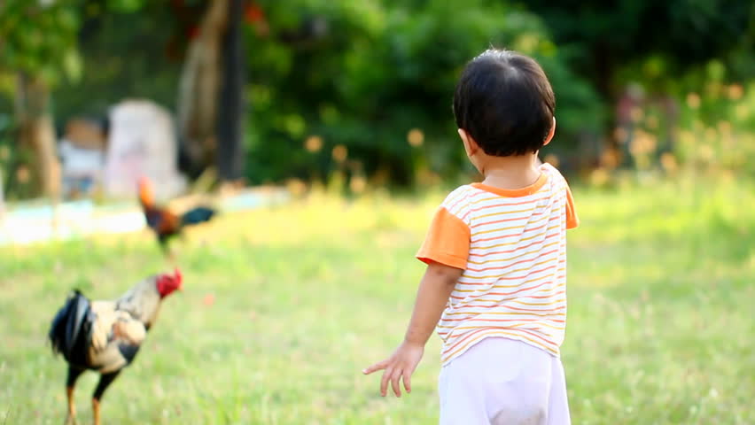 thai child chasing rooster Stock Footage Video (100% Royalty-free ...