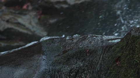 Time Lapse Seed Germination Growing Roots Stock Footage Video (100% ...