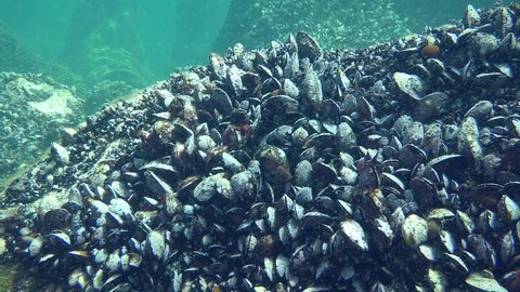 Settlement Mussels Mytilus Sp On Coastal Stock Footage Video (100% ...