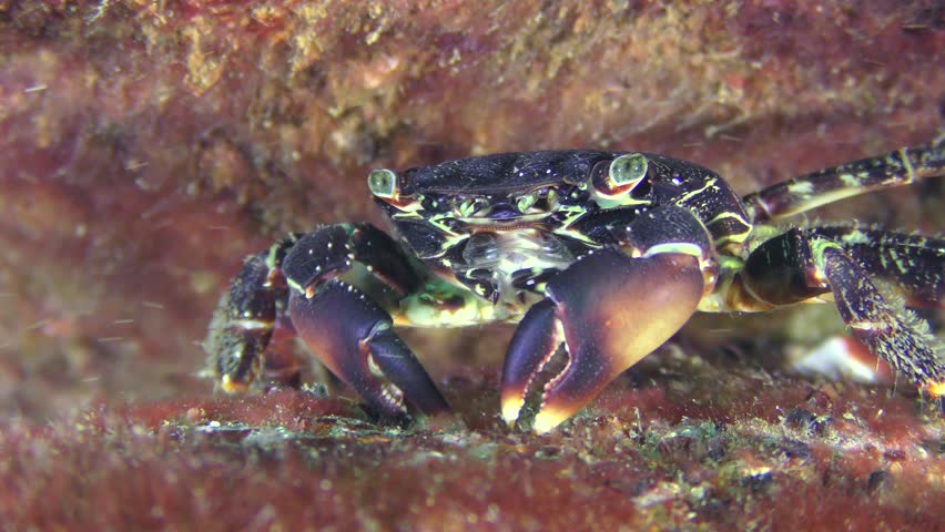 marbled rock crab pachygrapsus marmoratus eats Stock Footage Video (100 ...