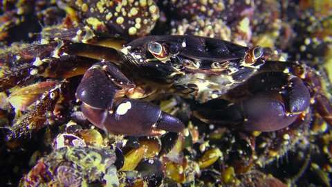 Crab Pachygrapsus Marmoratus Portrait Well Visible Stock Footage Video ...