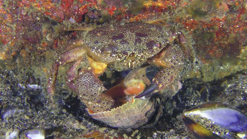 Warty Crab or Yellow Shore Stock Footage Video (100% Royalty-free ...