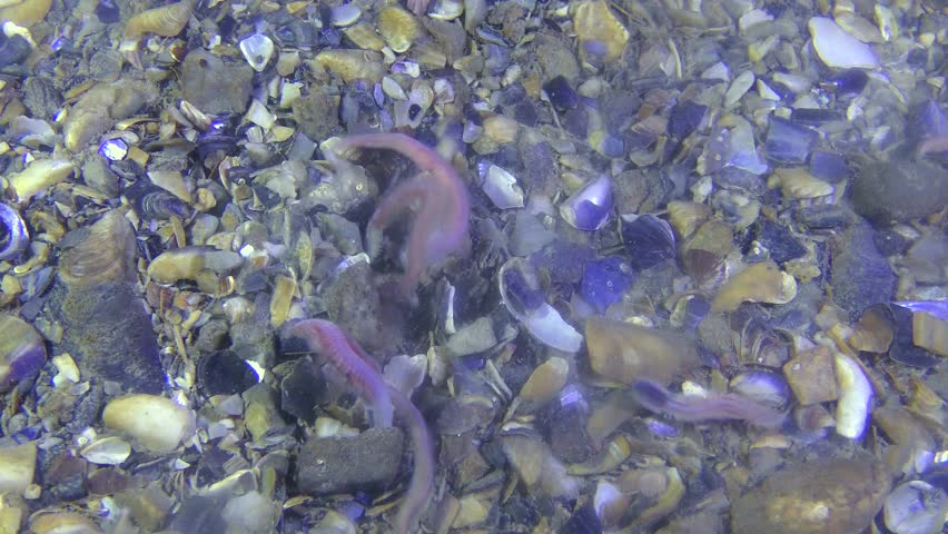 reproduction clam worms nereis sp mass Stock Footage Video (100% ...