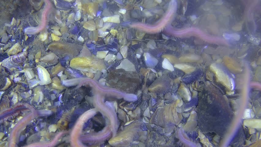 reproduction clam worms nereis sp mass Stock Footage Video (100% Royalty-free) 33354805 ...